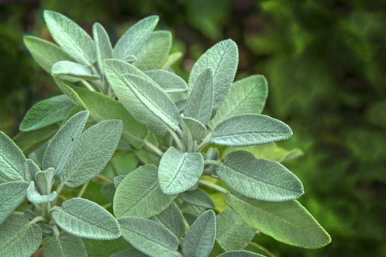 QUICK ESSENTIAL OIL REFERENCE GUIDE TO SAGE – Welcome